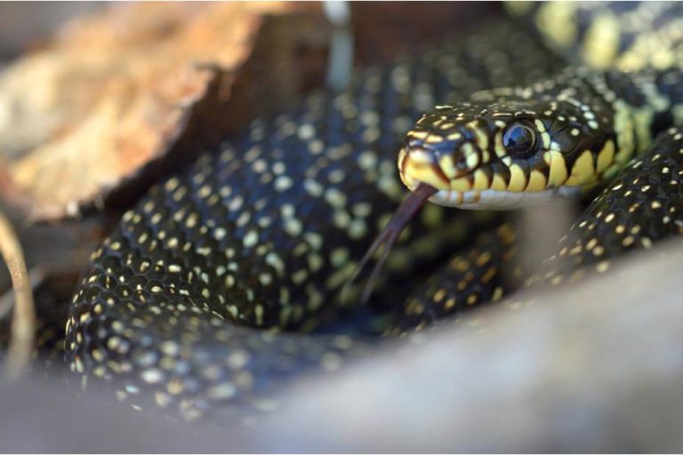 Les types de serpents les plus communs en France
