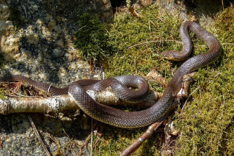 Les types de serpents les plus communs en France