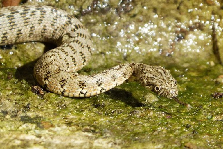 Les types de serpents les plus communs en France