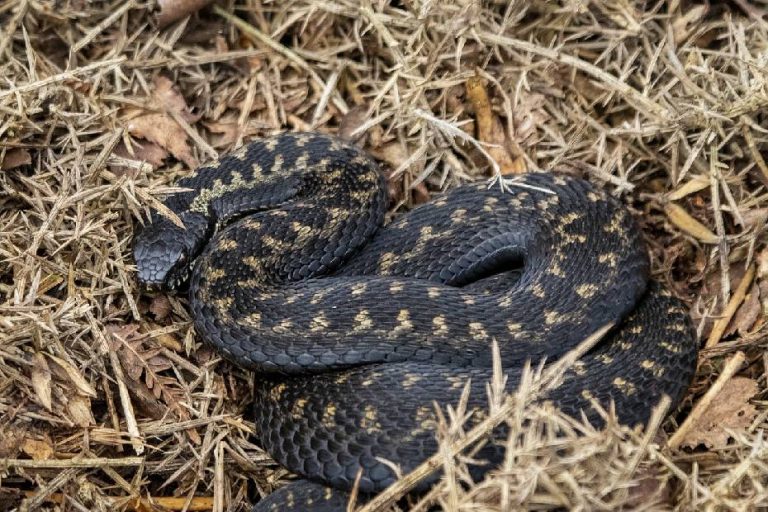 Les types de serpents les plus communs en France
