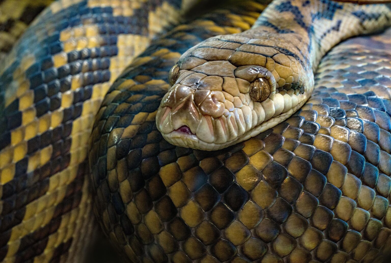 Gros Serpents : découvrez les plus grands serpents du monde